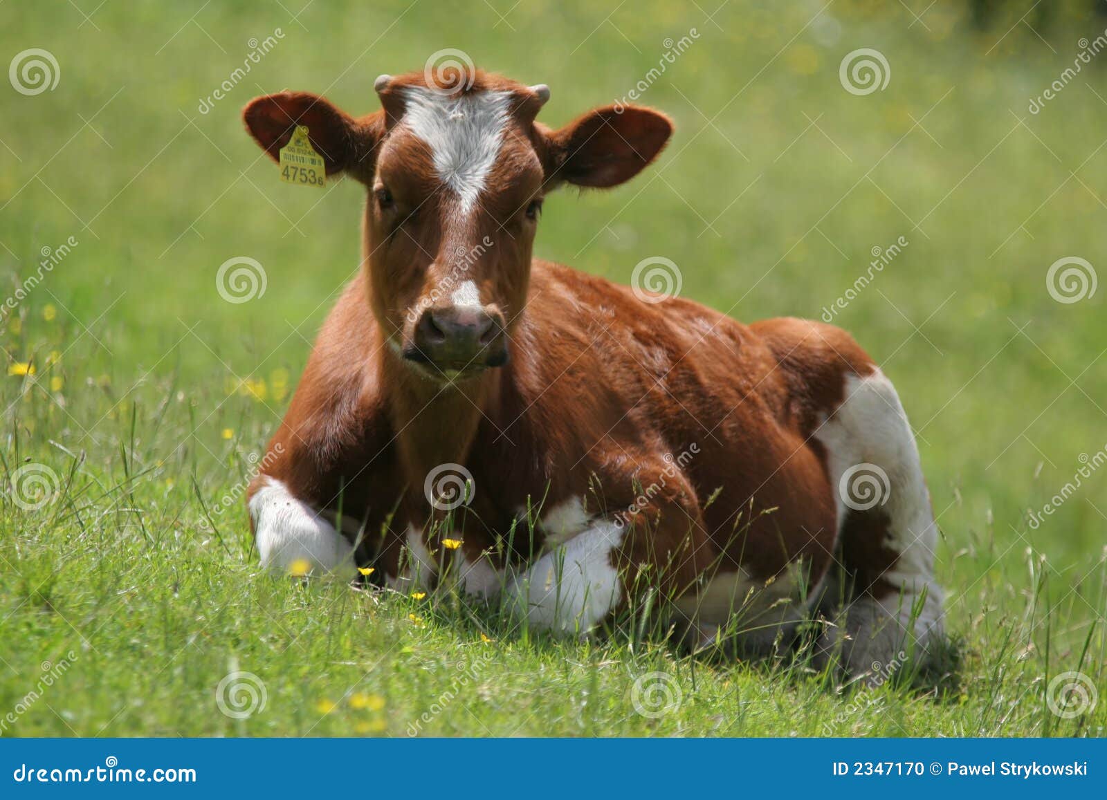 Sitting Young Cow Stock Photo - Image: 2347170