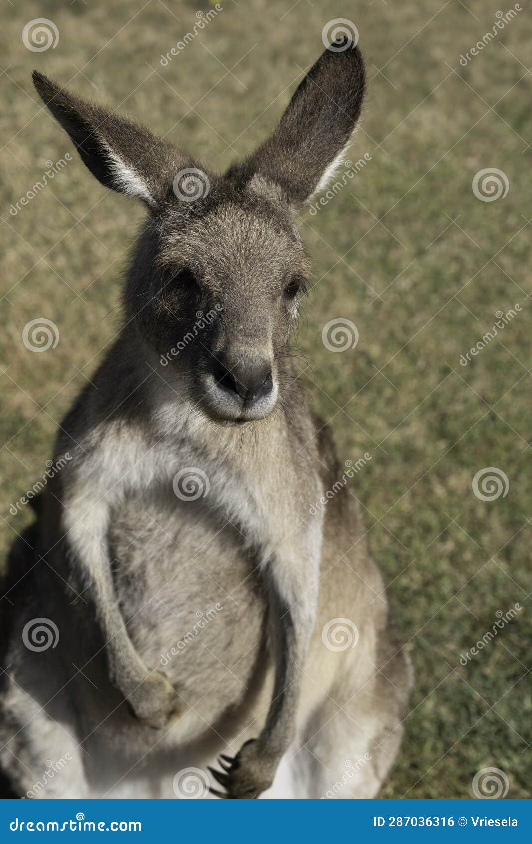 Sitting Young Kangaroo with Hanging Front Legs with Sharp Long Curved ...