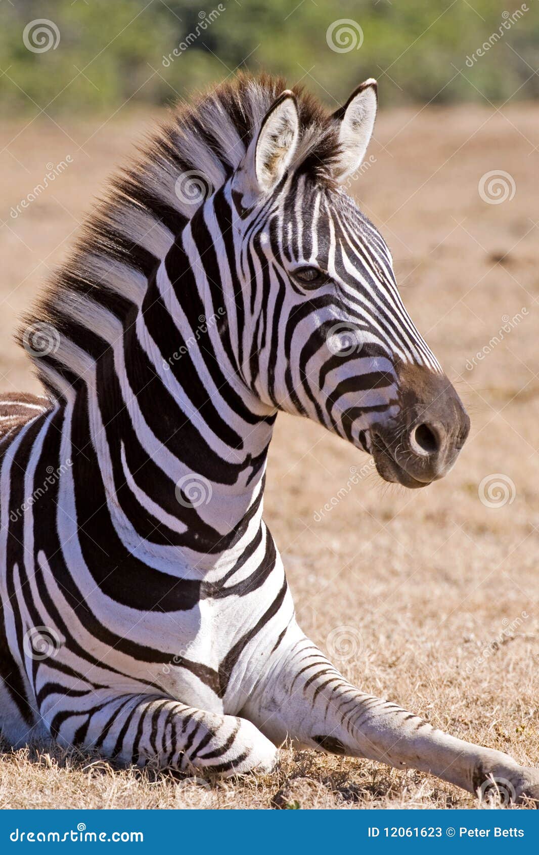 Sitting Zebra stock image. Image of south, safari, equine - 12061623