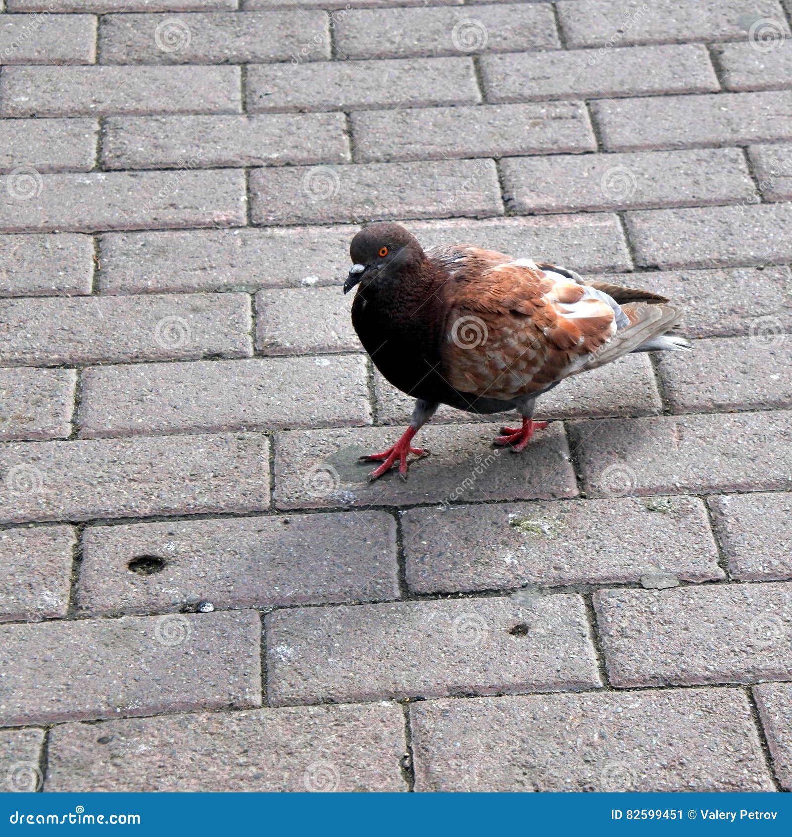 Sity Dove Standing at the Track Stock Image - Image of black, little ...