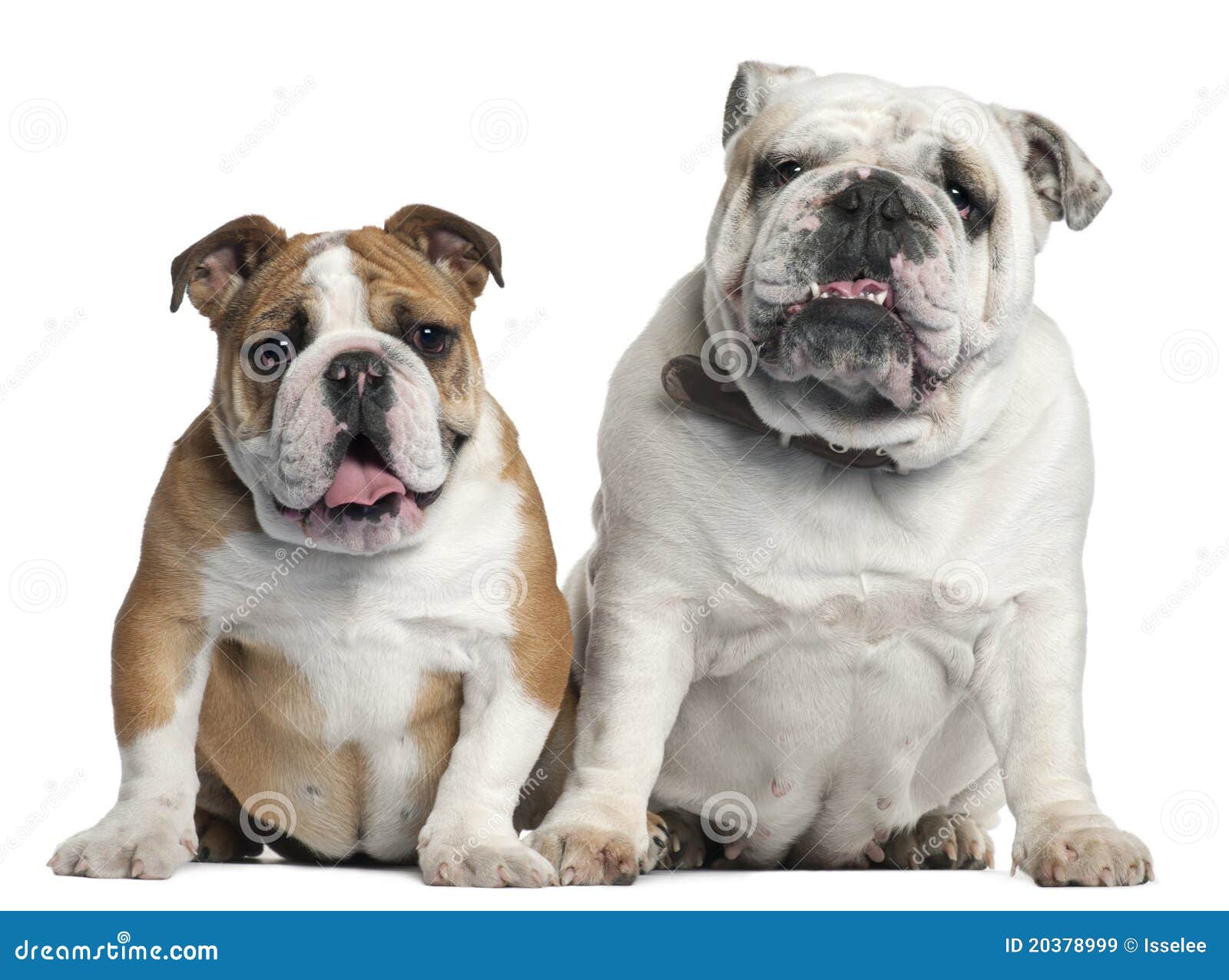Sitzen Mit Zwei Englisches Bulldoggen Stockbild - Bild von brut ...