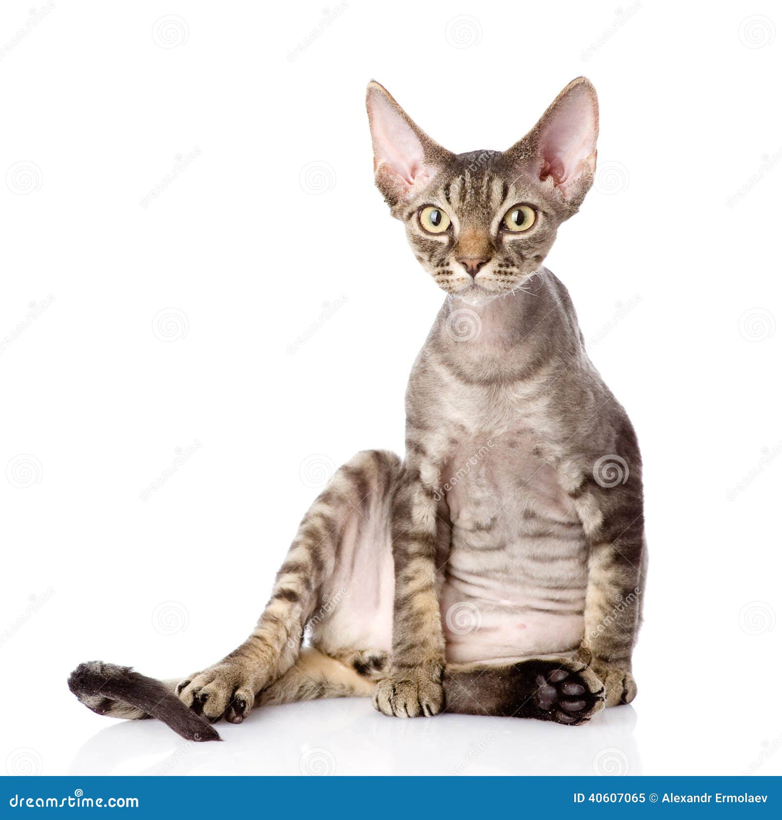 Sitzende Devon-rex Katze Betrachten Der Kamera Stockbild - Bild von ...