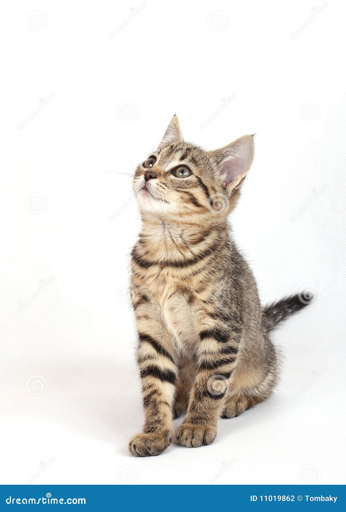 Sitzende Katze stockfoto. Bild von haushalt, inländisch - 11019862