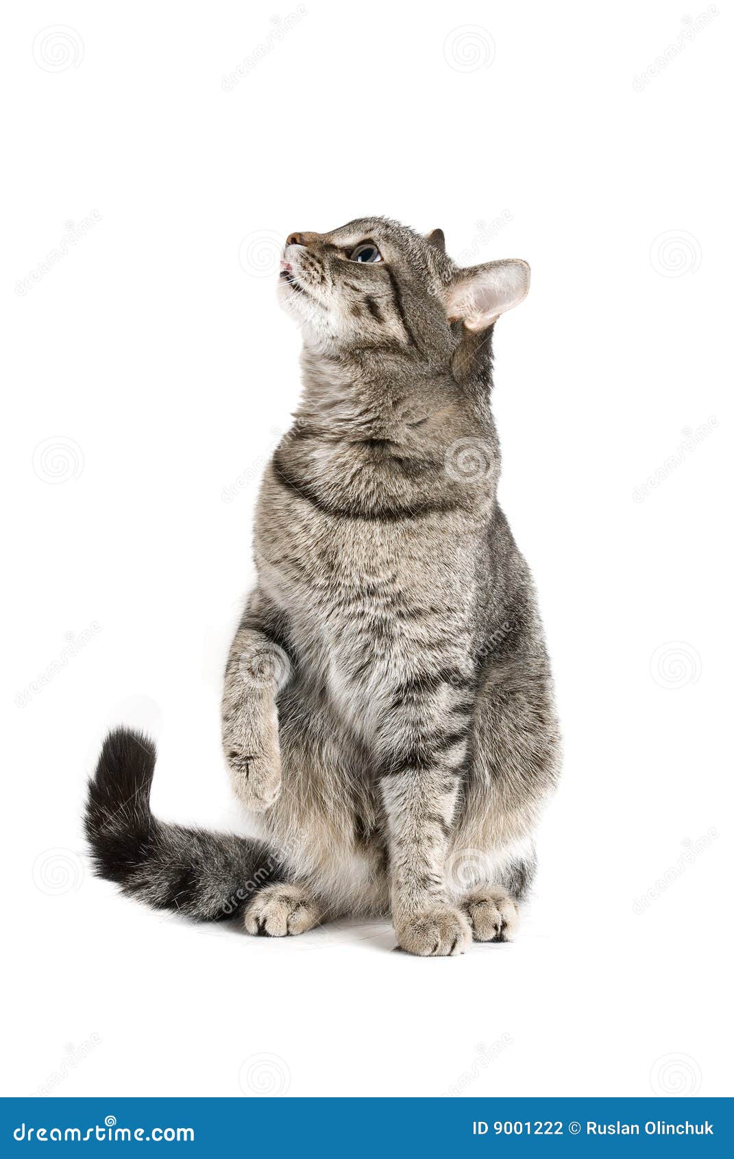 Sitzende Katze stockfoto. Bild von miezekatze, getrennt - 9001222