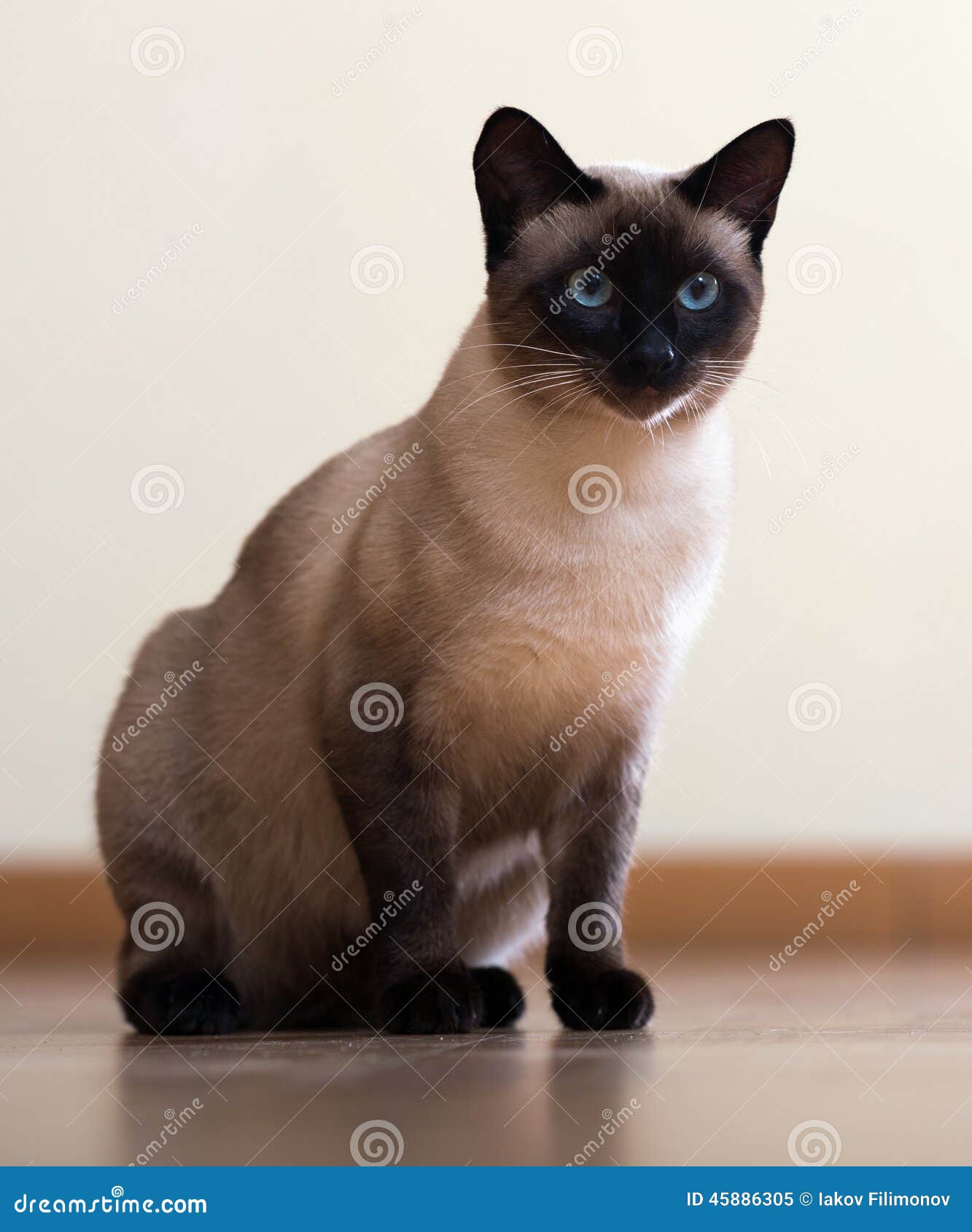 Sitzende Katze Auf Bretterboden Stockbild - Bild von porträt, haustier ...