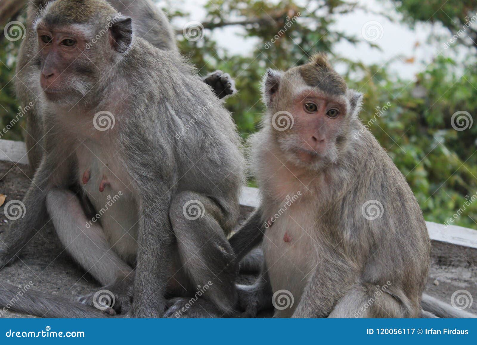 Sitzender Affe stockbild. Bild von affe, makaken, ausdruck - 120056117