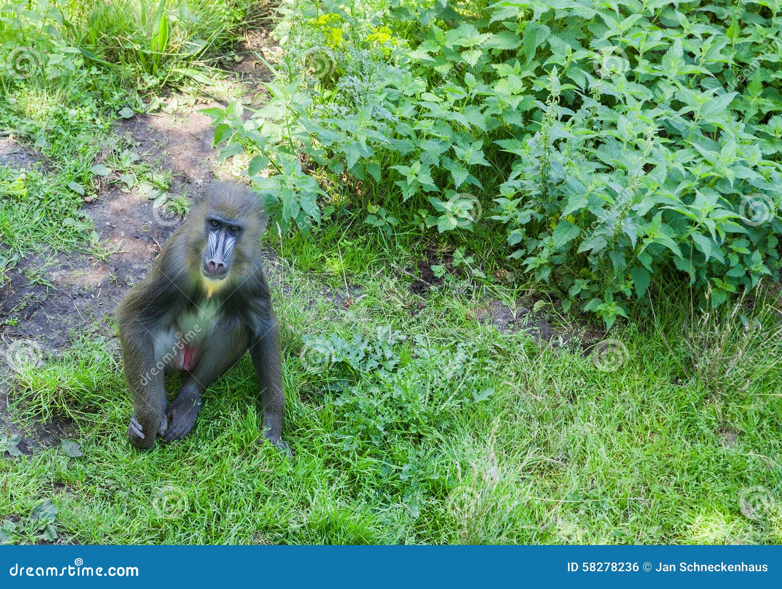 Sitzender Pavian stockfoto. Bild von deutschland, savanne - 58278236