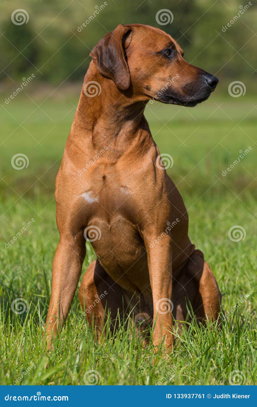 Rhodesian Ridgeback Sitting in a Summer Meadow Stock Image - Image of ...