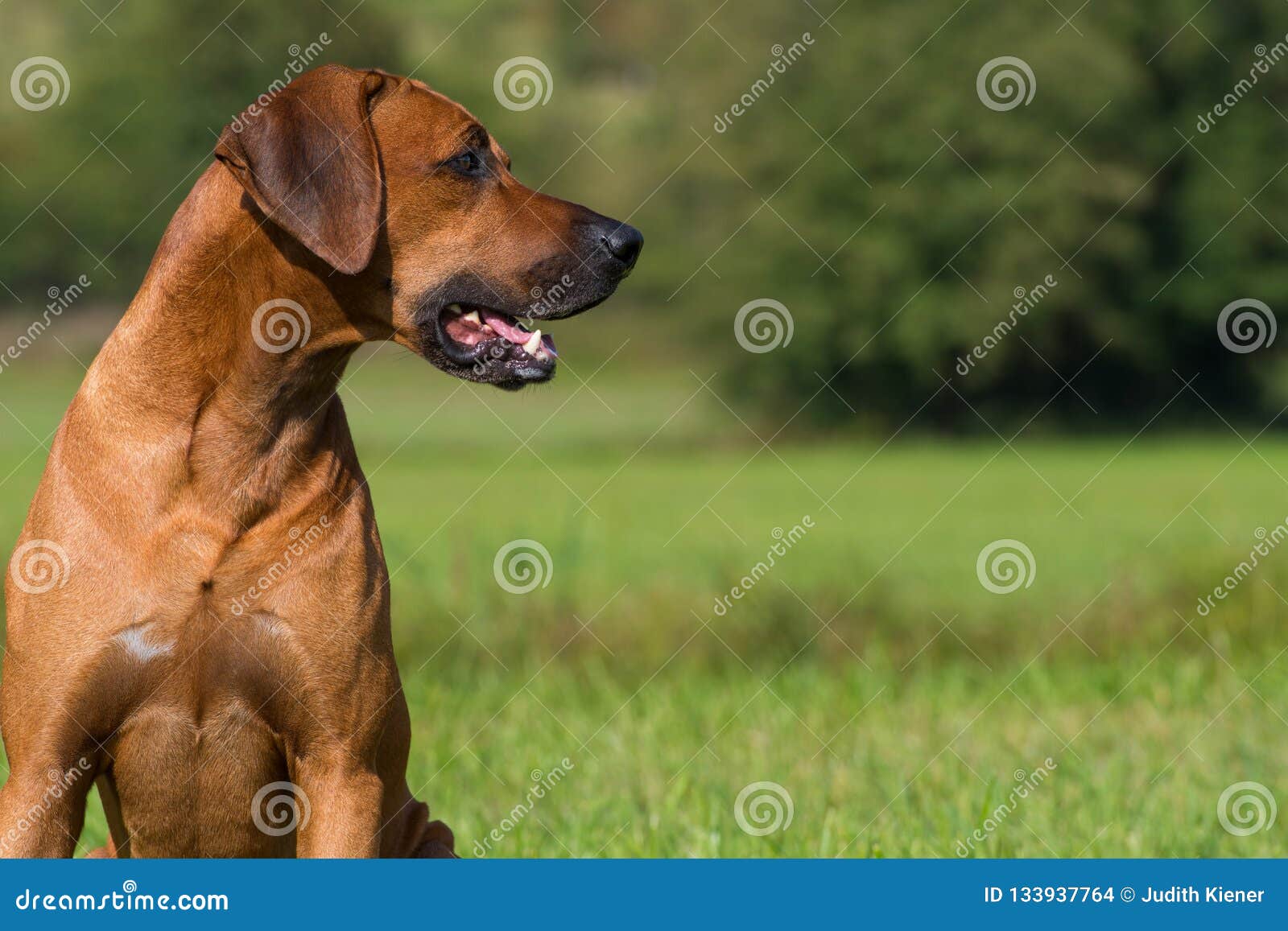 Rhodesian Ridgeback Sitting in a Summer Meadow Stock Photo - Image of ...