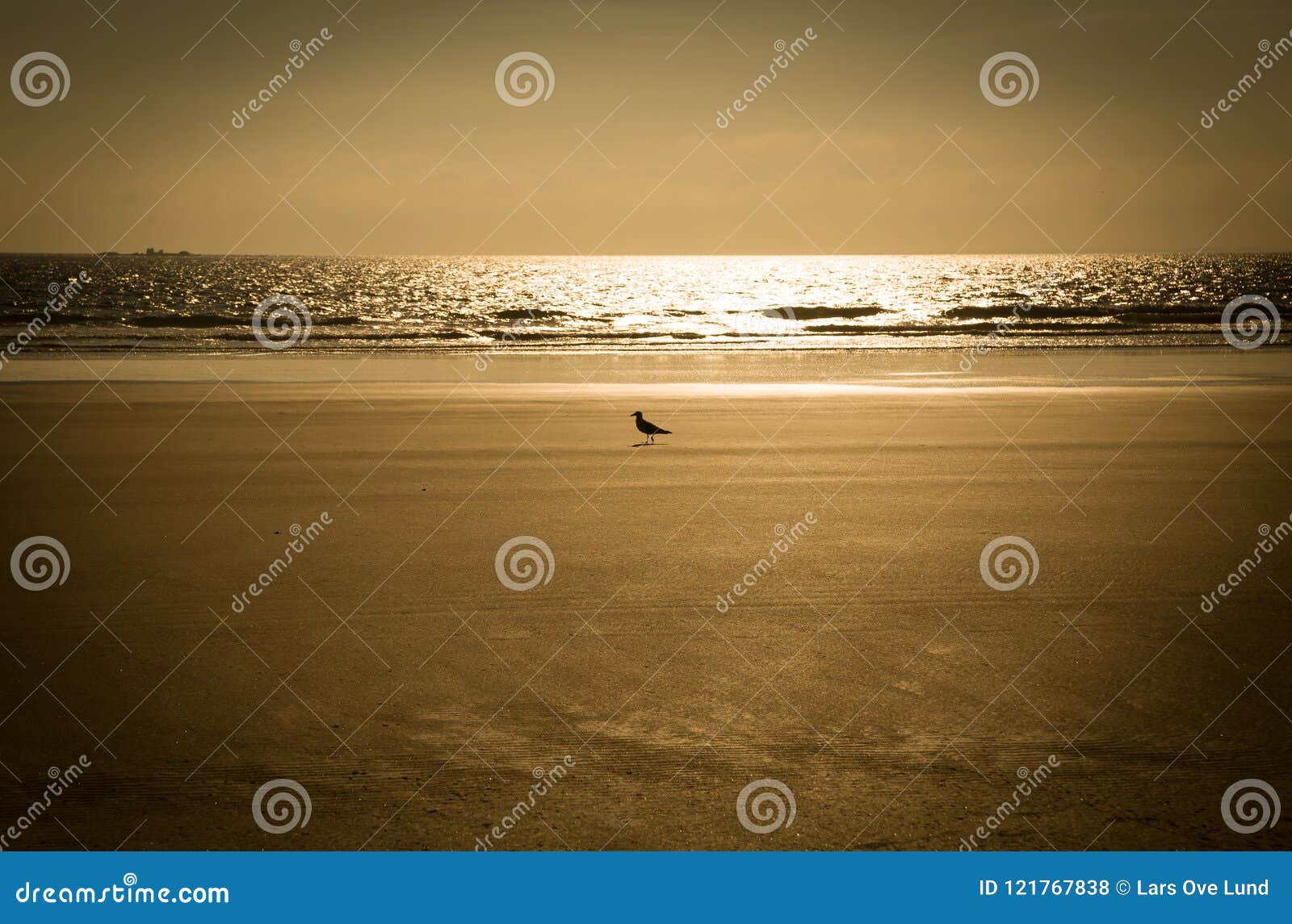 Sitzender Vogel Im Warmen Licht Auf Dem Sand Stockfoto - Bild von sonne ...