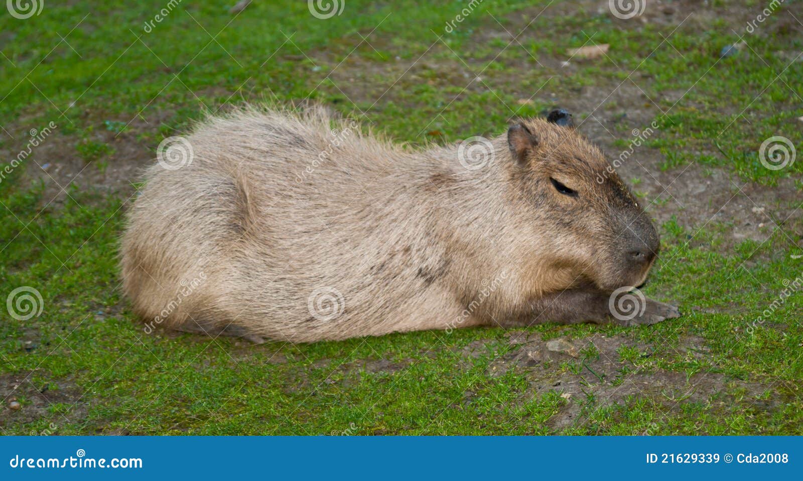 Sitzendes Capibara stockbild. Bild von tier, zorn, säugetiere - 21629339