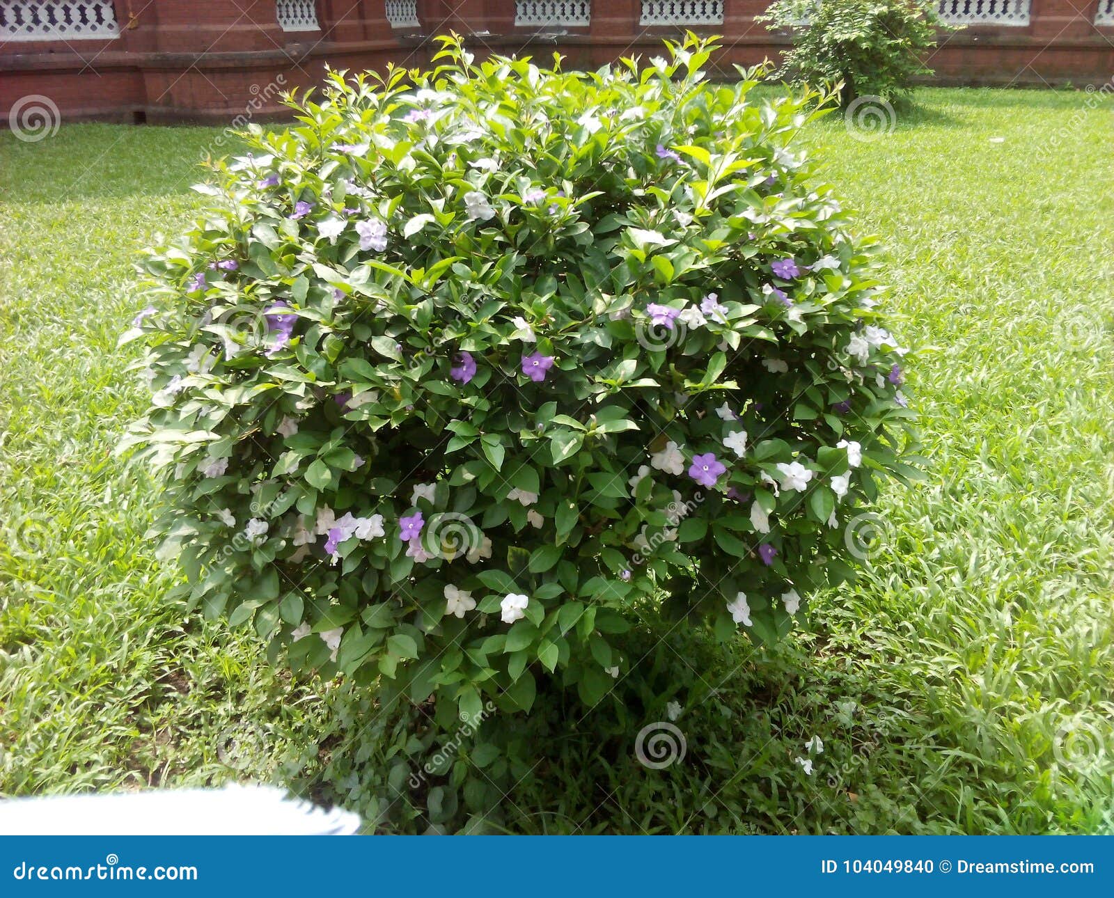 Siuli flower of color stock photo. Image of othersdoesnt - 104049840