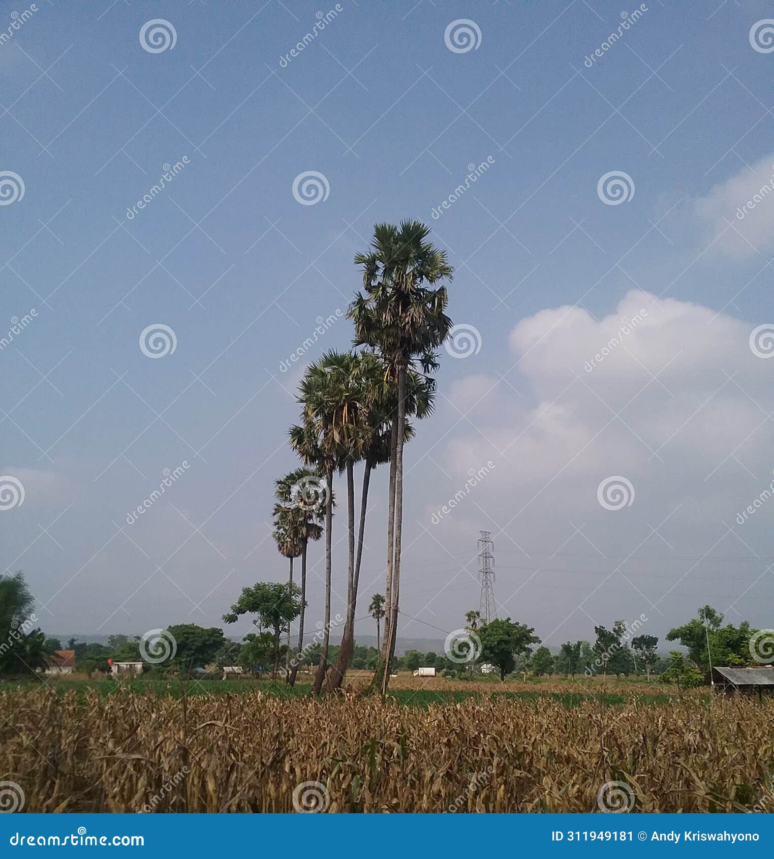 Siwalan Trees Grow High Above the Rice Fields. Stock Image - Image of ...