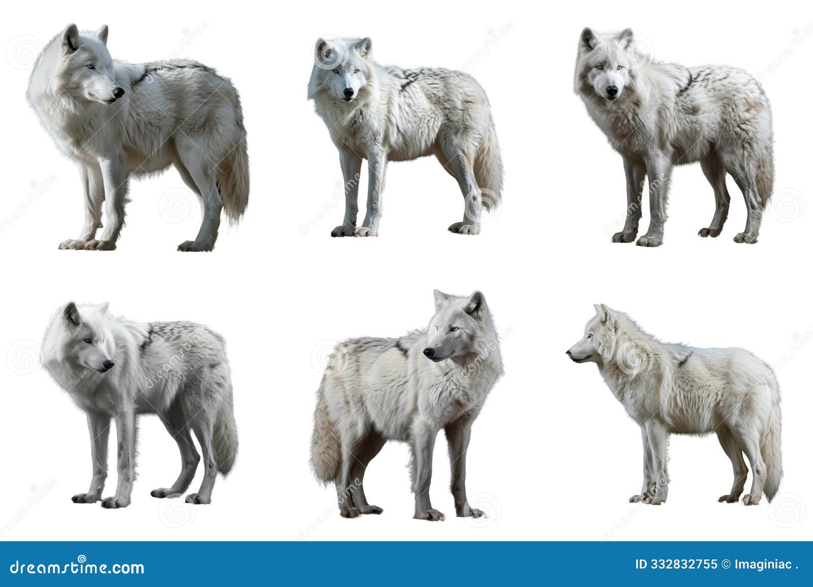 Six Arctic Wolves in Various Poses Against a Transparent Background ...