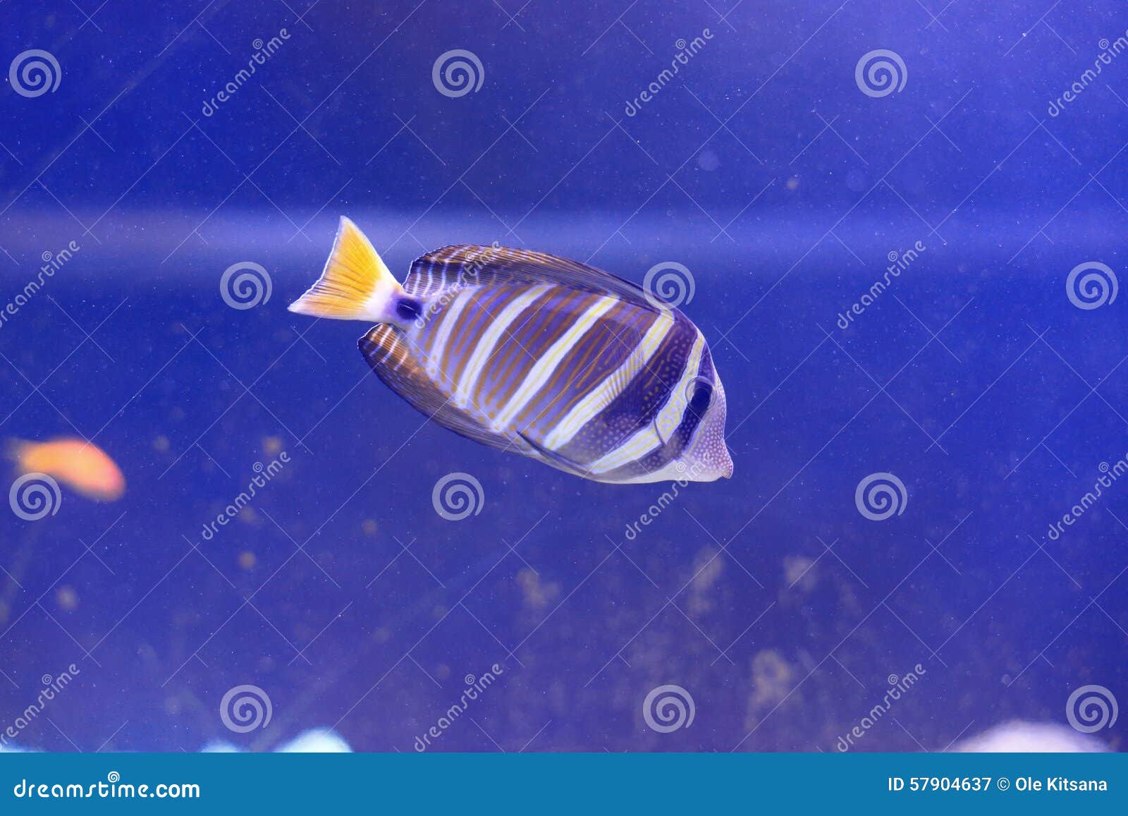 Six-bar angelfish stock image. Image of chonburi, angelfish - 57904637