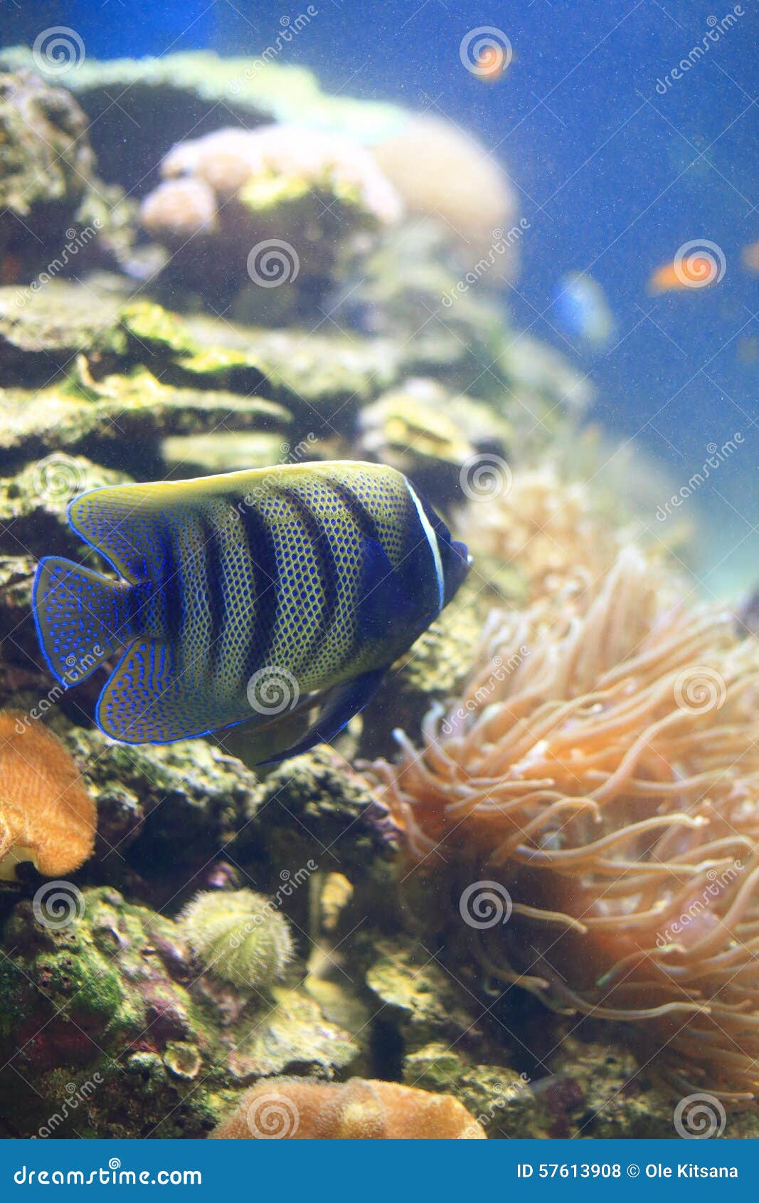 Six-bar angelfish stock photo. Image of local, aquarium - 57613908