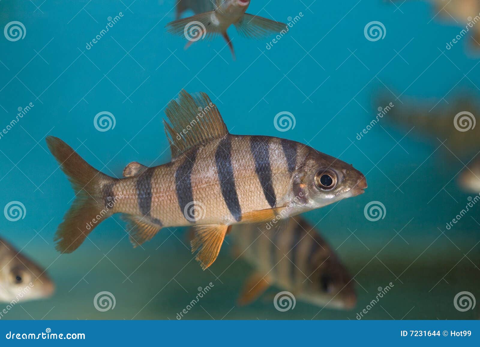 Six-barred Distichodus Fish Stock Photo - Image of colour, freshwater ...