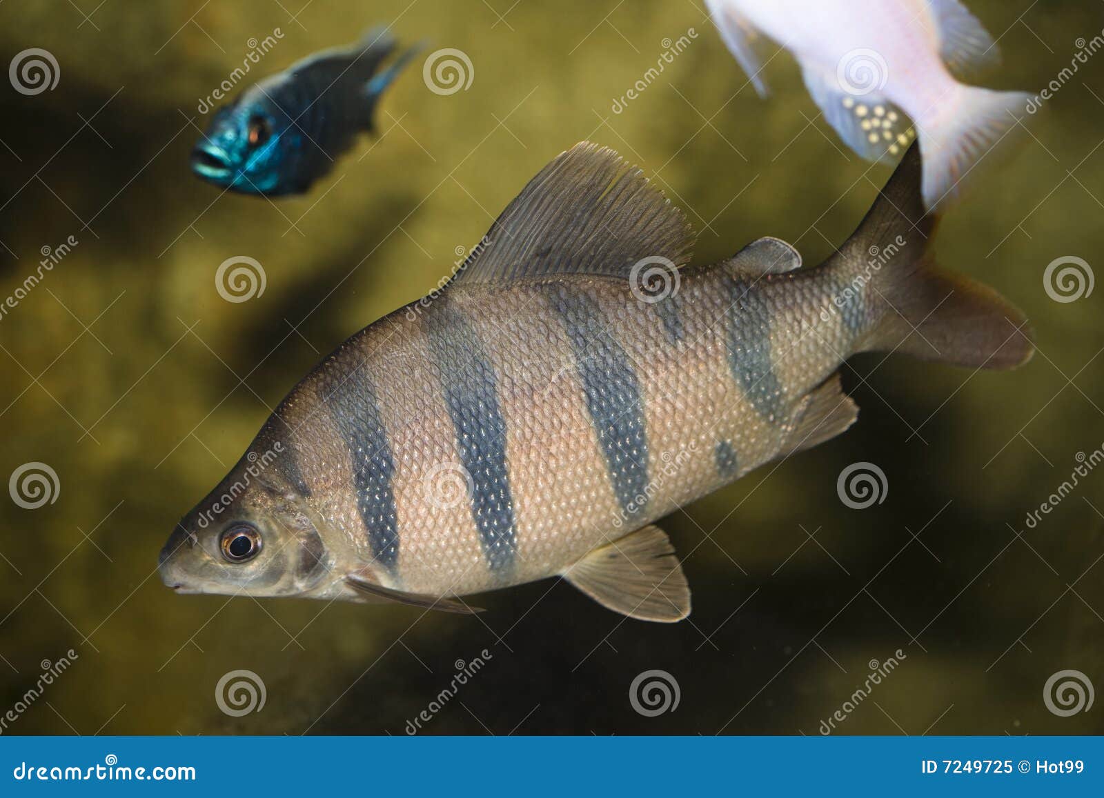 Six Barred Distichodus Fish Stock Image - Image of color, aquarium: 7249725