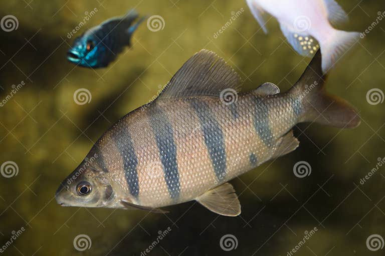 Six Barred Distichodus Fish Stock Image - Image of color, aquarium: 7249725