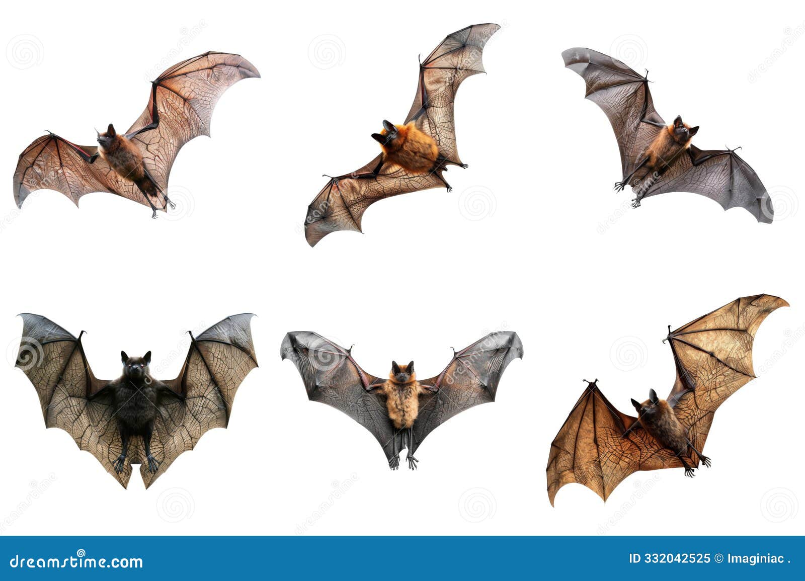 Six Bats in Various Poses with Spread Wings Stock Illustration ...