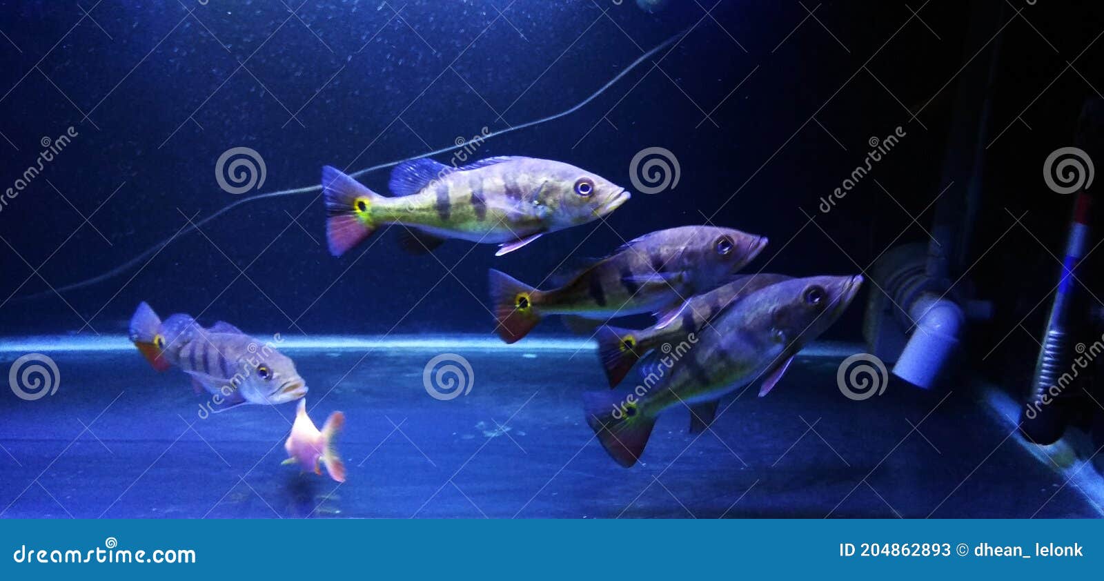 Six Beautiful Predatory Peacock Bass Fish Stock Image - Image of ...