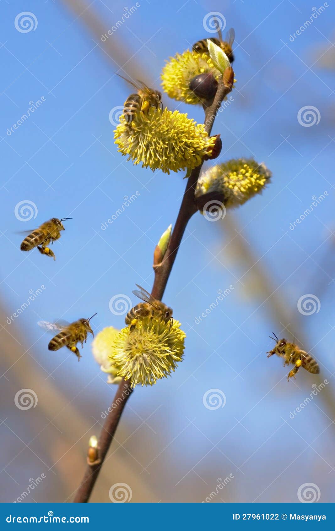 Six Bees and One Branch of Willow Stock Photo - Image of flower, plant ...