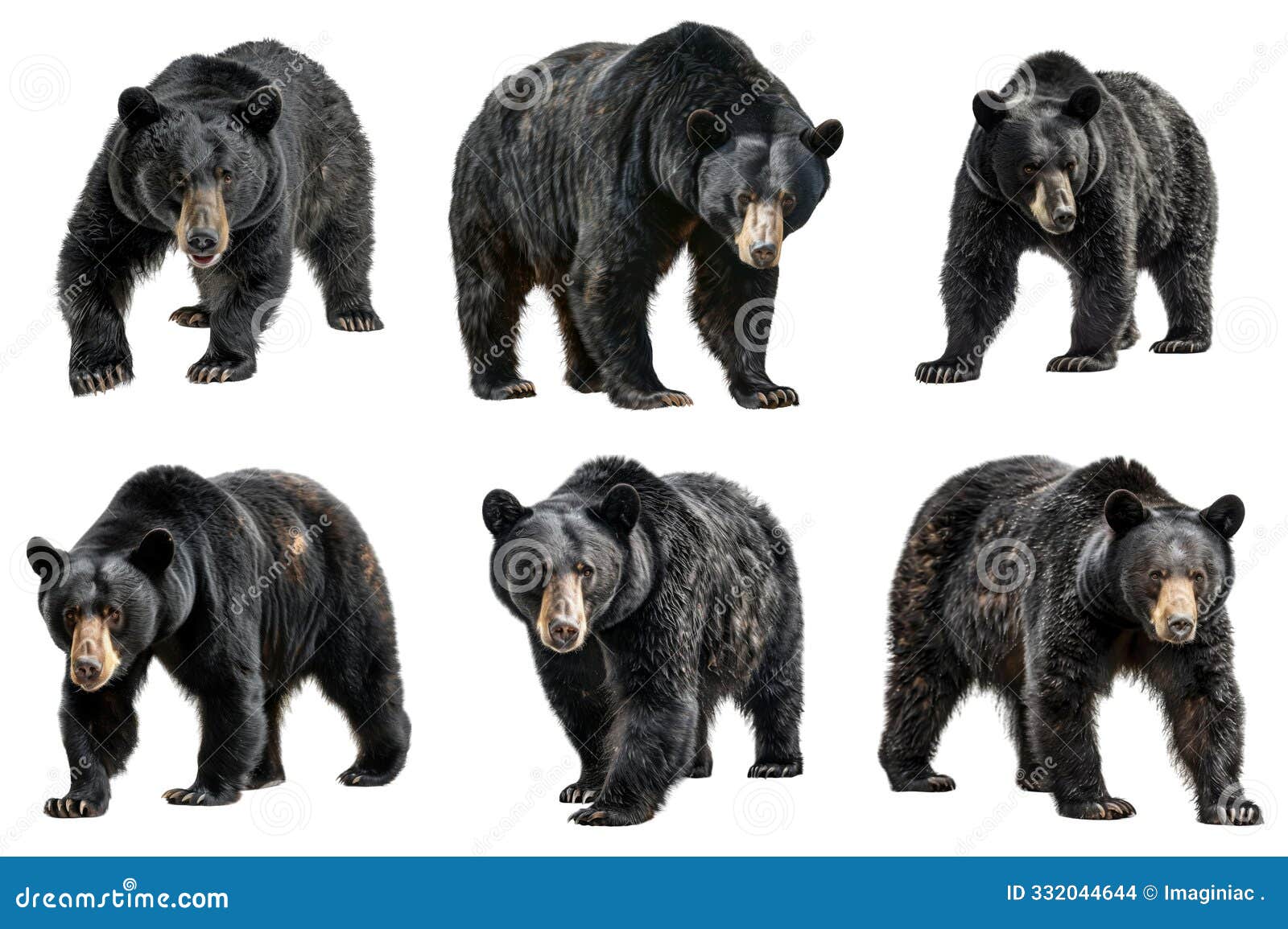 Six Black Bears Standing on a White Background Stock Illustration ...