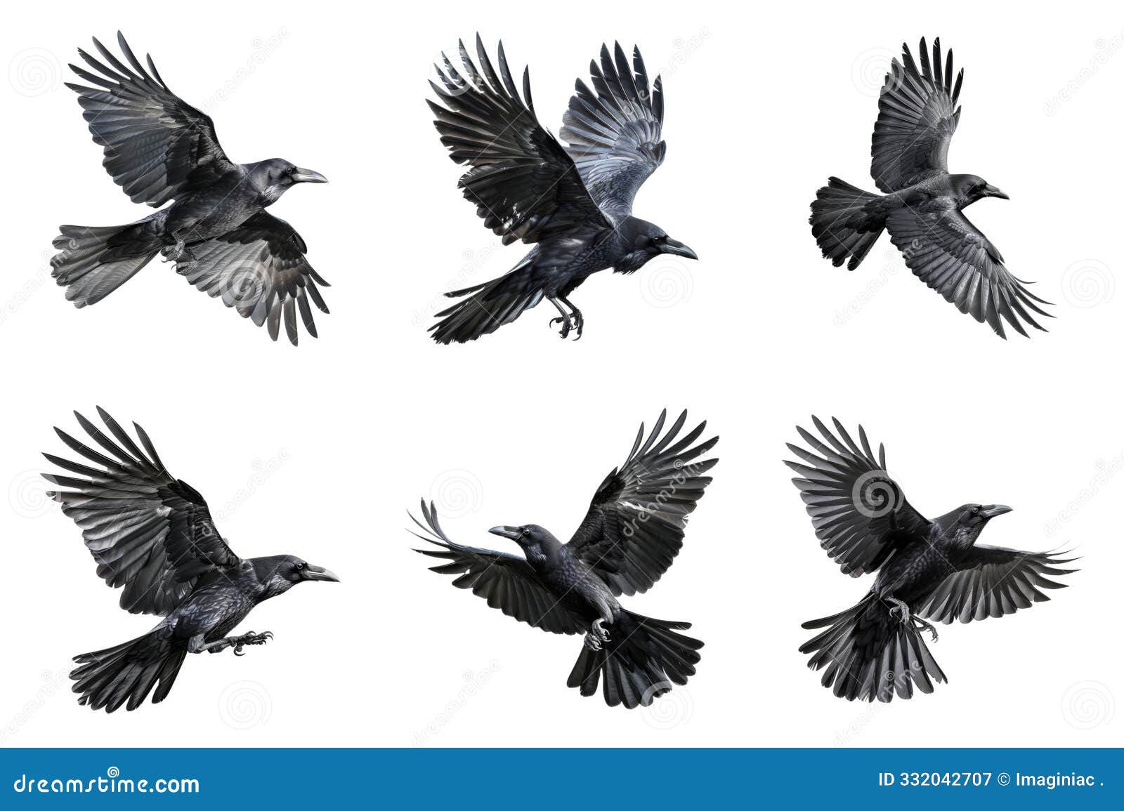 Six Black Crows in Flight with Clipped Wings Stock Image - Illustration ...