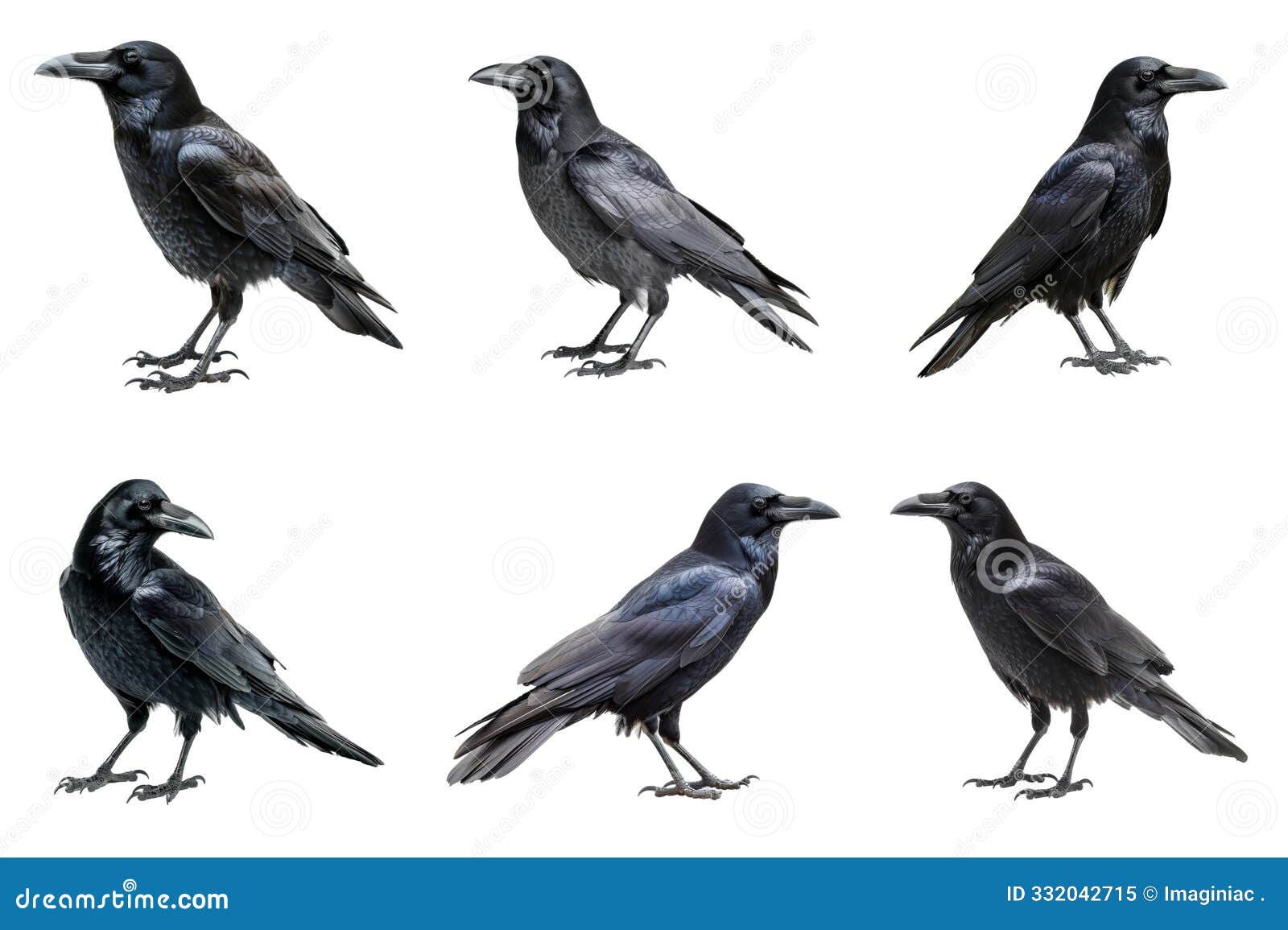 Six Black Ravens with Varied Poses Against a White Background Stock ...