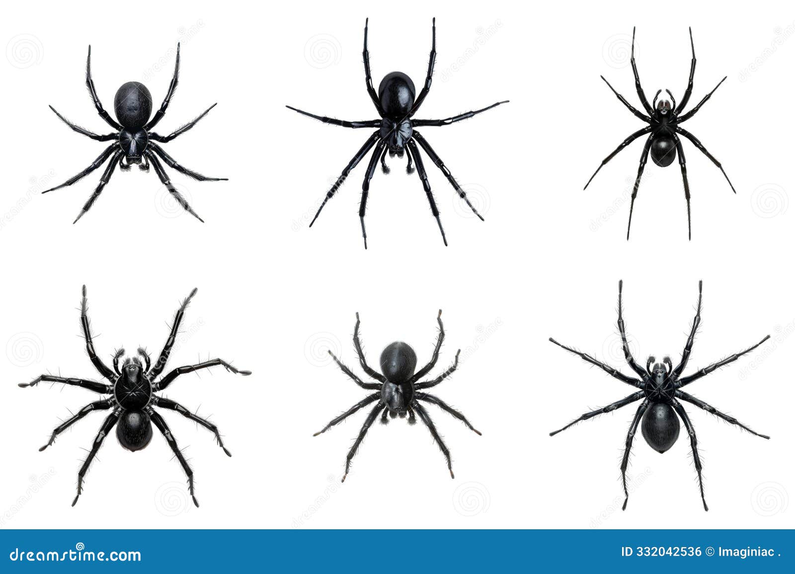 Six Black Spiders on a White Background with Abstract Patterns Stock ...