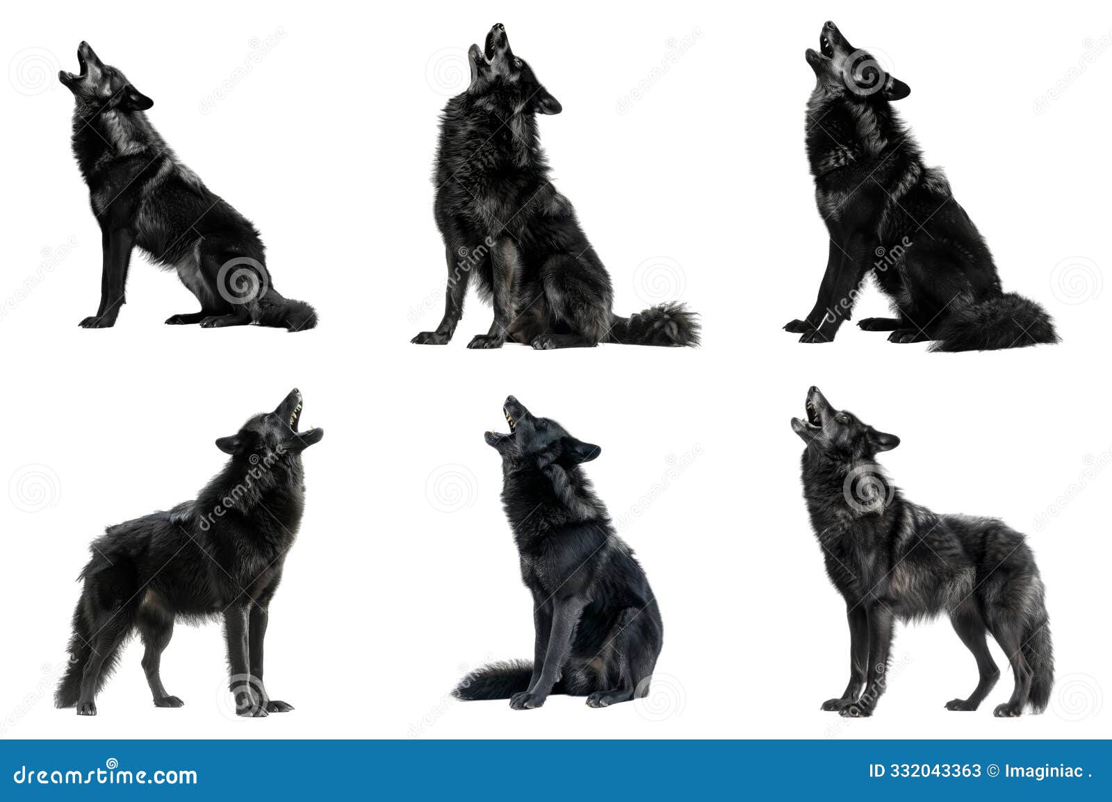 Six Black Wolves Howling in Different Poses Stock Illustration ...