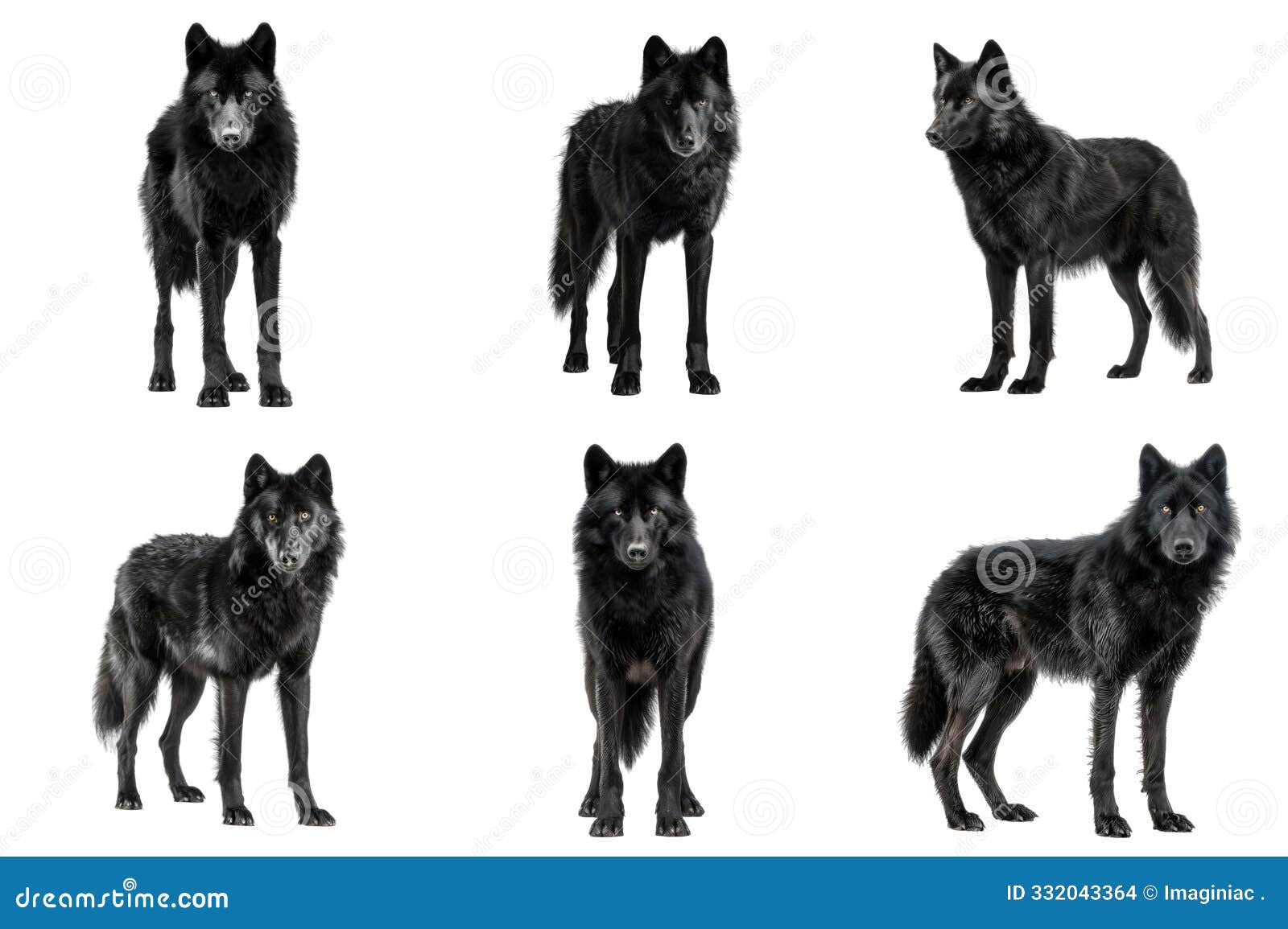 Six Black Wolves Standing and Sitting Poses Against White Background ...