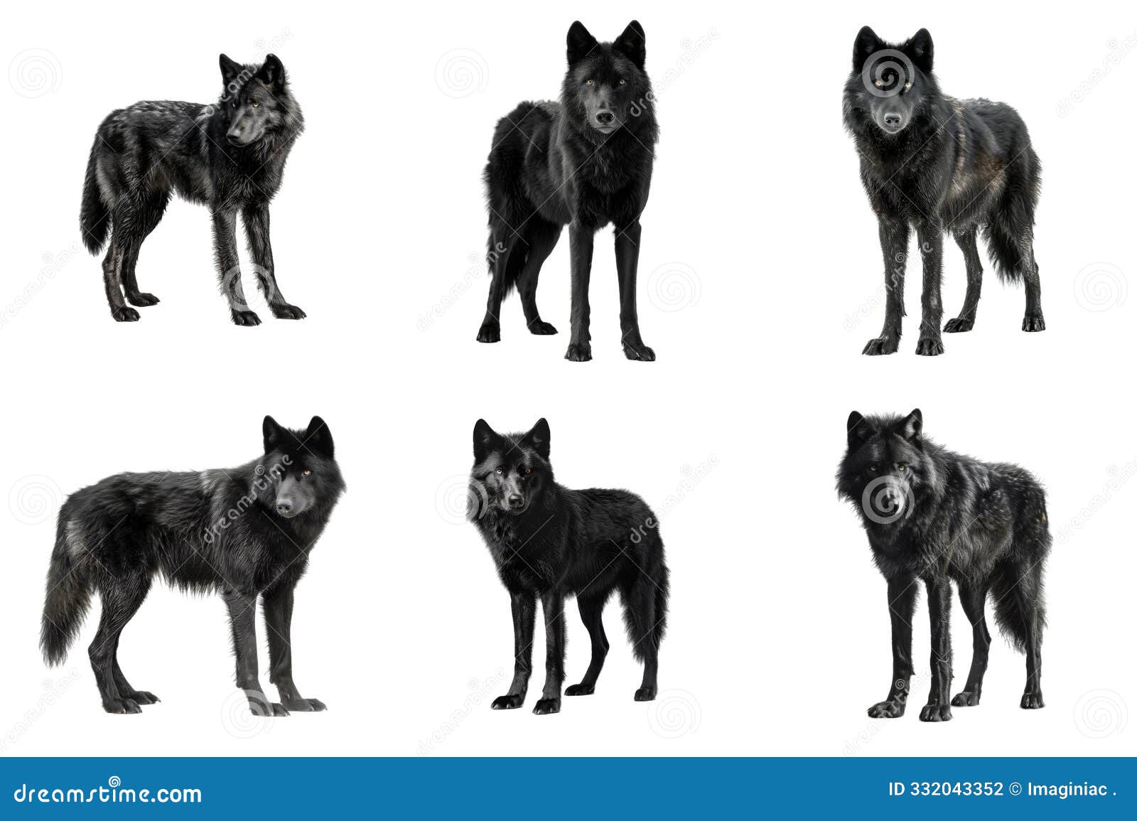 Six Black Wolves Standing on White Background Stock Illustration ...