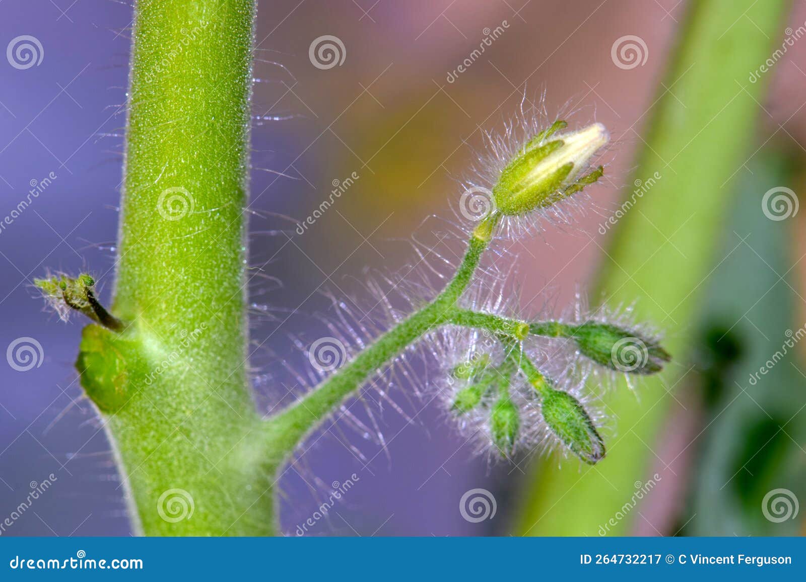The Stem Of A Tomato Plant Are Affected By Late Blight Stock Image ...