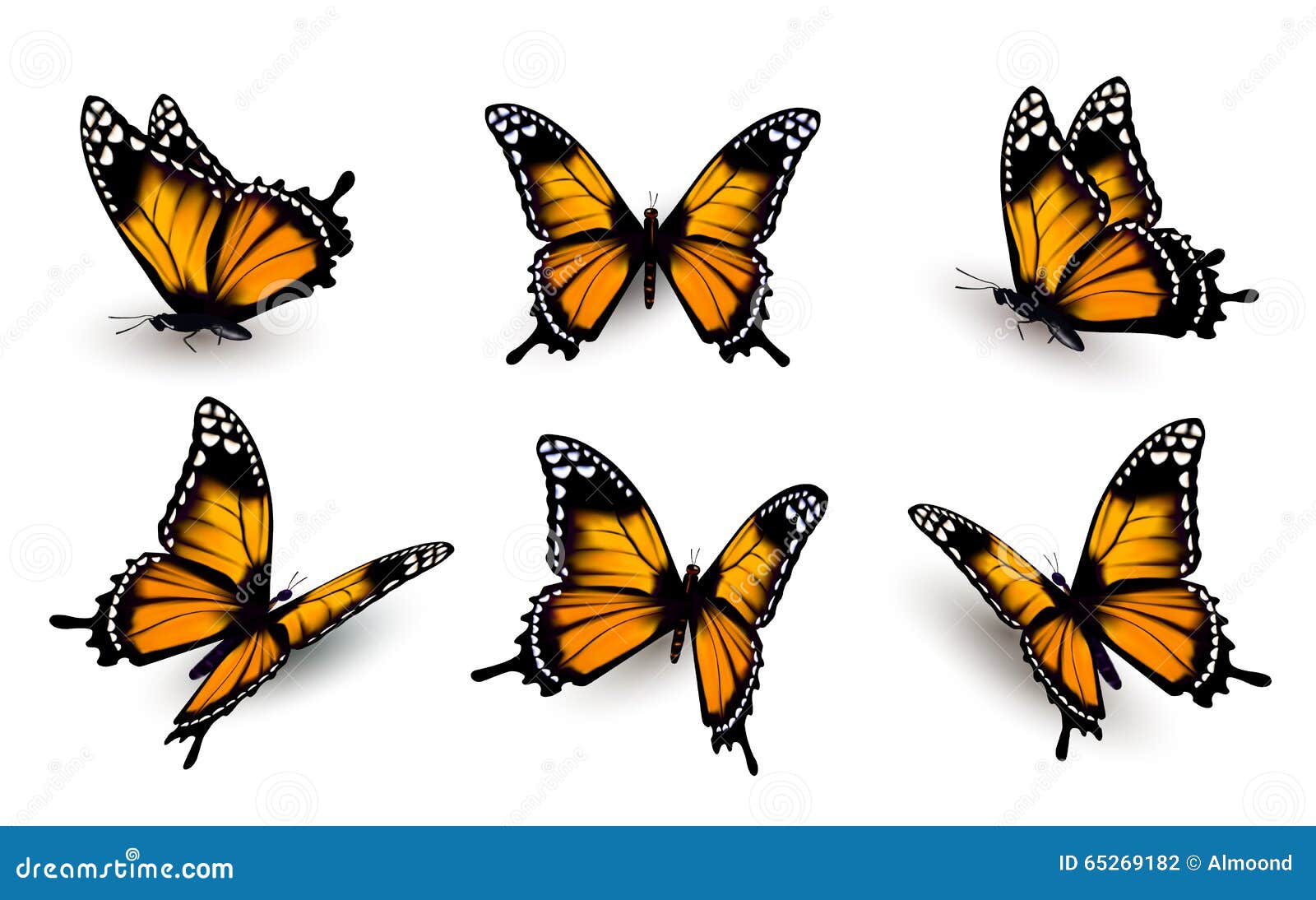 Six butterflies set. stock vector. Illustration of blank - 65269182