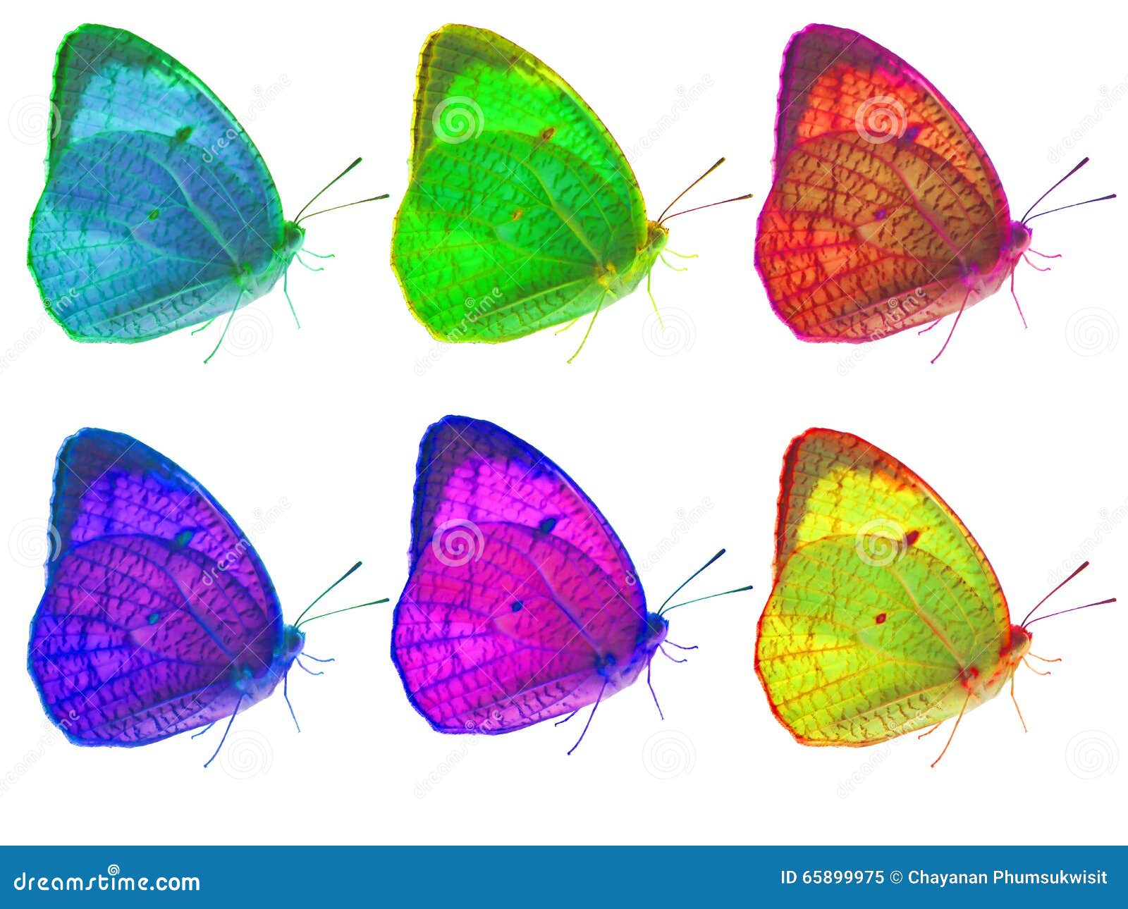Six butterfly on isolated stock image. Image of insect - 65899975