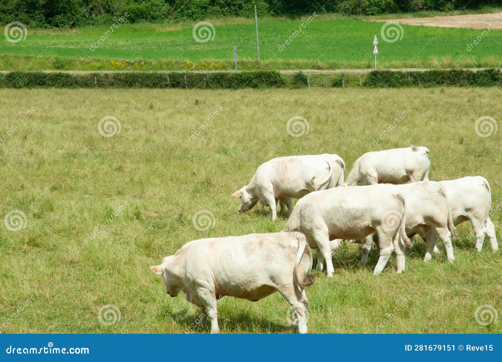 Six Charolais Cows, Grazing in Recently Cut Hay Field Stock Image ...