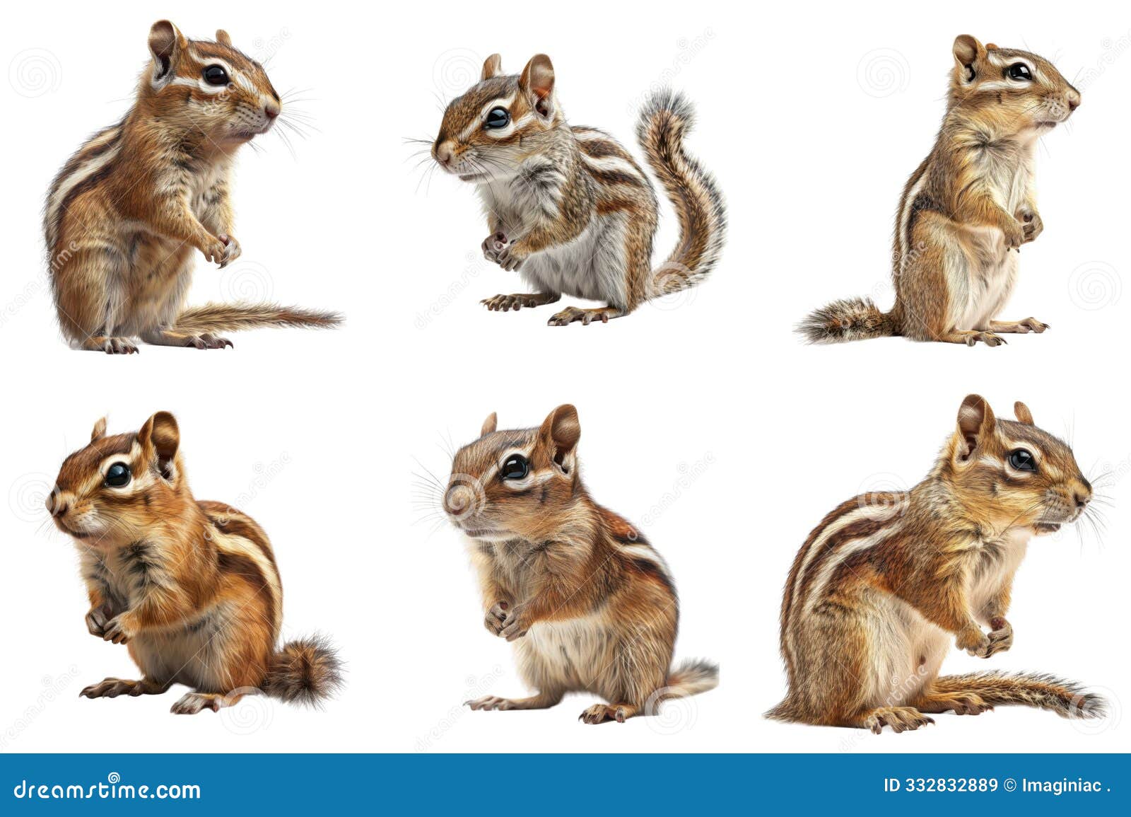 Six Chipmunks in Various Poses Against a Transparent Background Stock ...