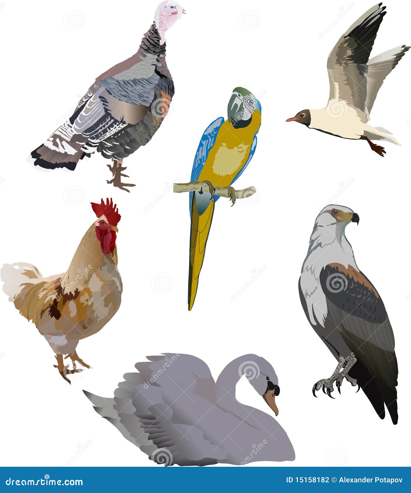 Six color birds collection stock vector. Illustration of feather - 15158182