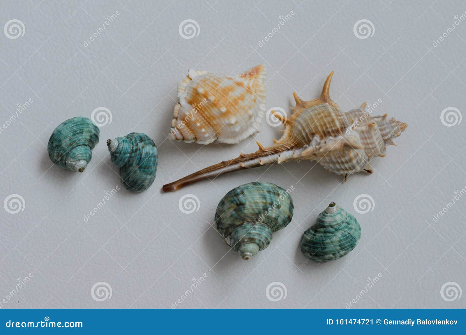 Common Cockle, Cerastoderma Edule Royalty-Free Stock Image ...