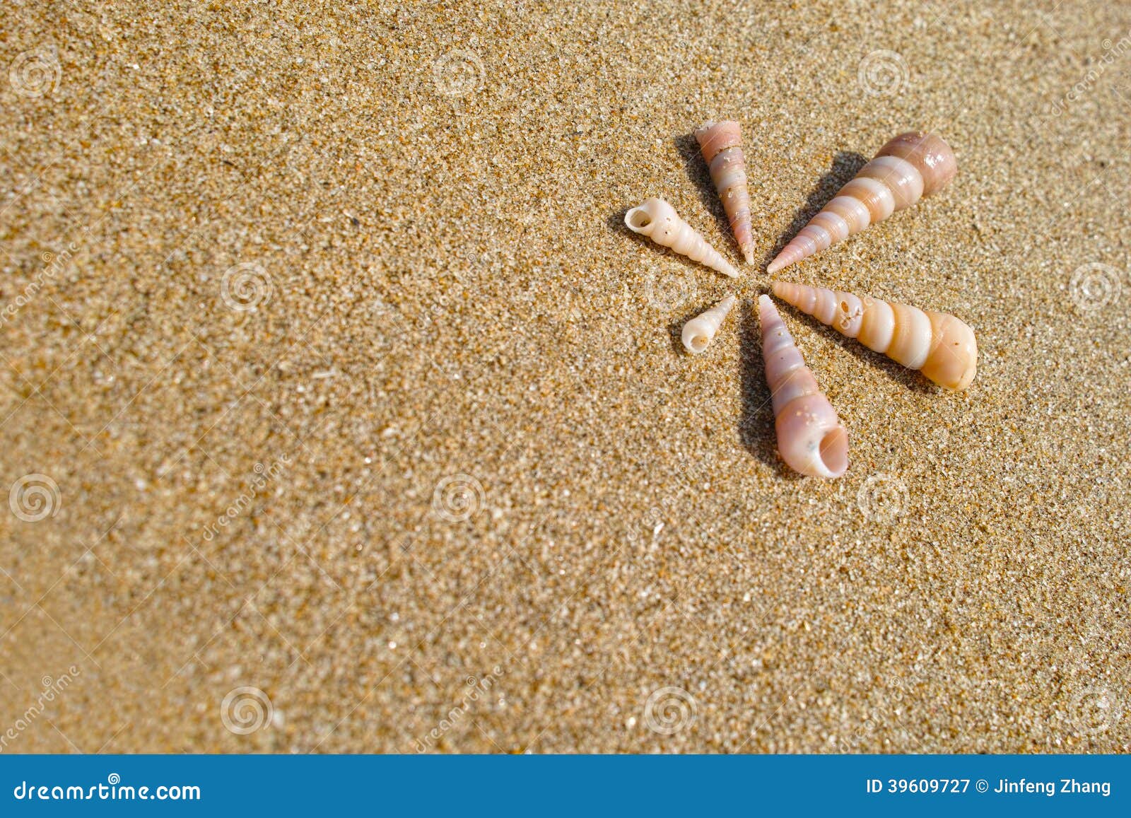 Six conches stock image. Image of seabeach, conical, conic - 39609727