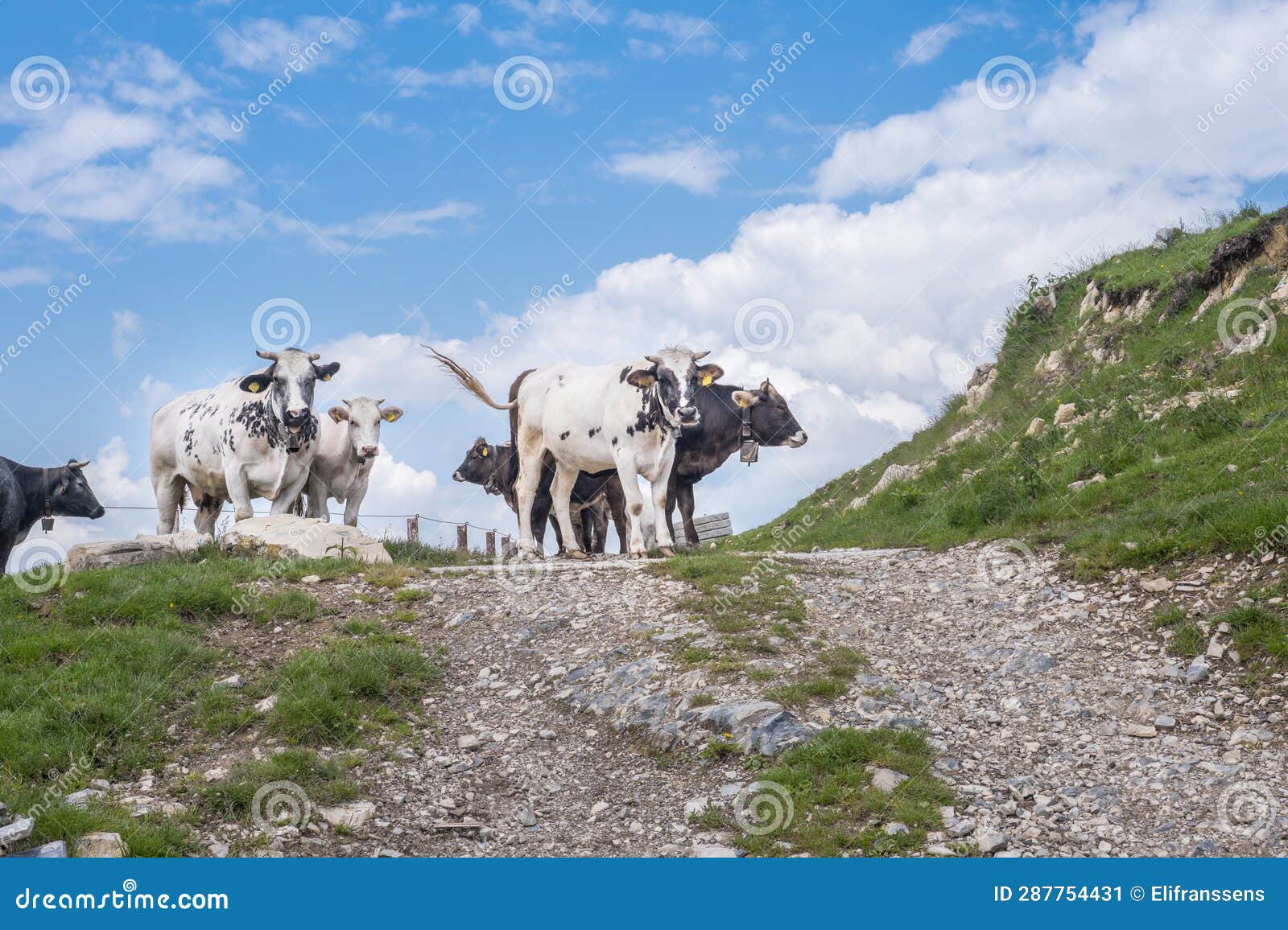 Six cows stock image. Image of hill, alps, mammal, dirt - 287754431