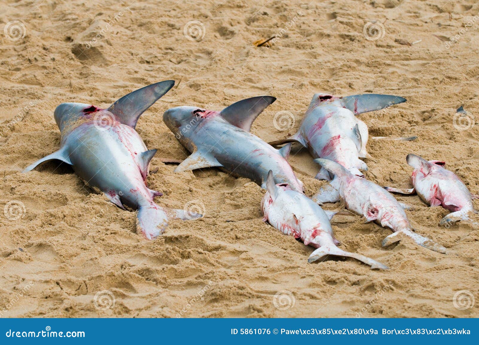 Six dead sharks on beach stock photo. Image of beach, fear - 5861076