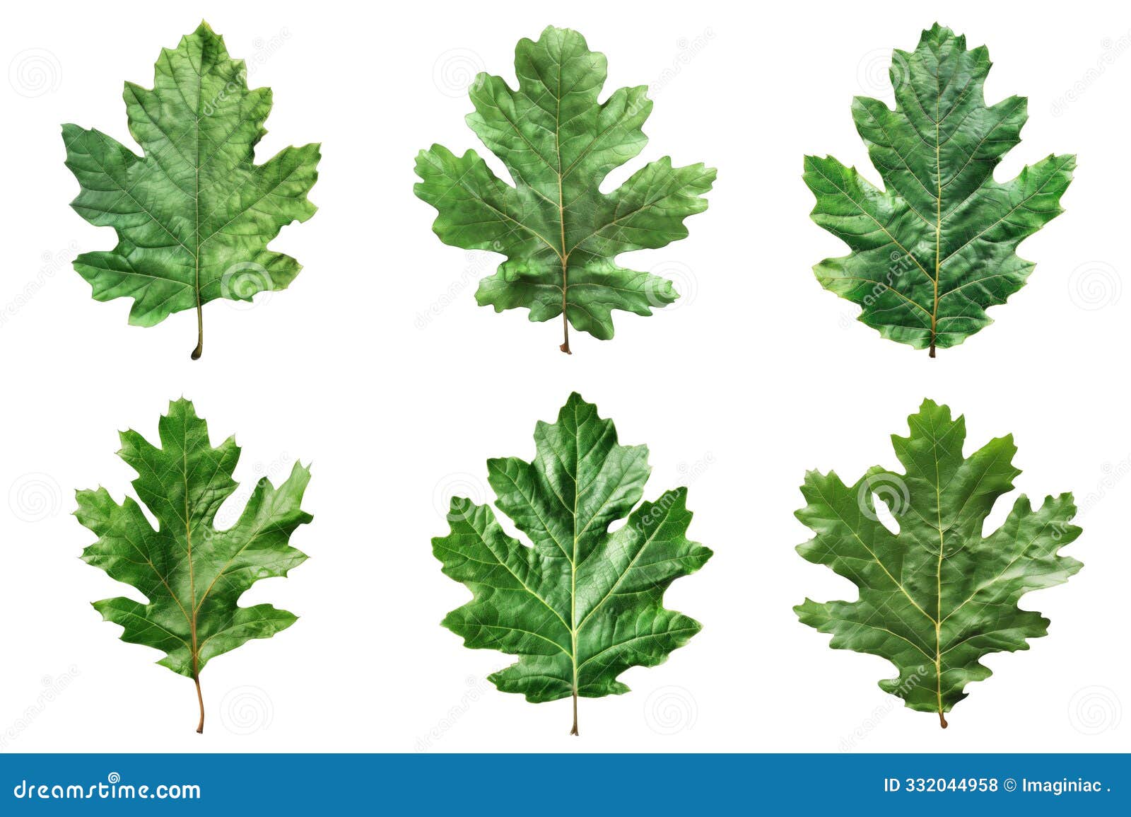 Six Detailed Images of a Single Green Leaf with Veins Stock ...