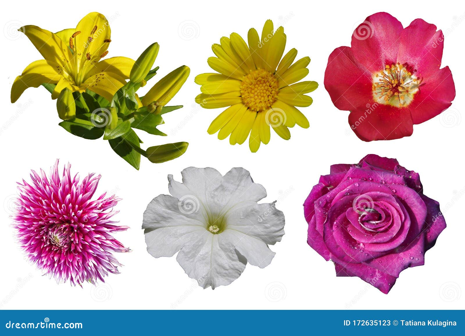 Flowers stock image. Image of background, flowers, rose - 172635123