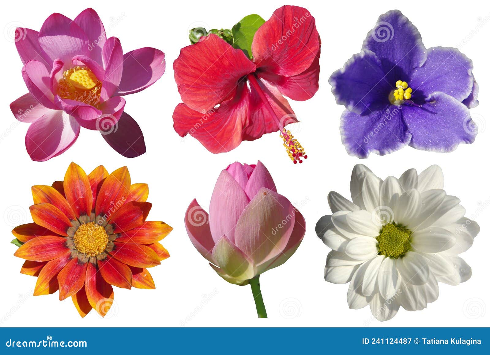 Six Different Flowers Isolated on a White Background Stock Image ...