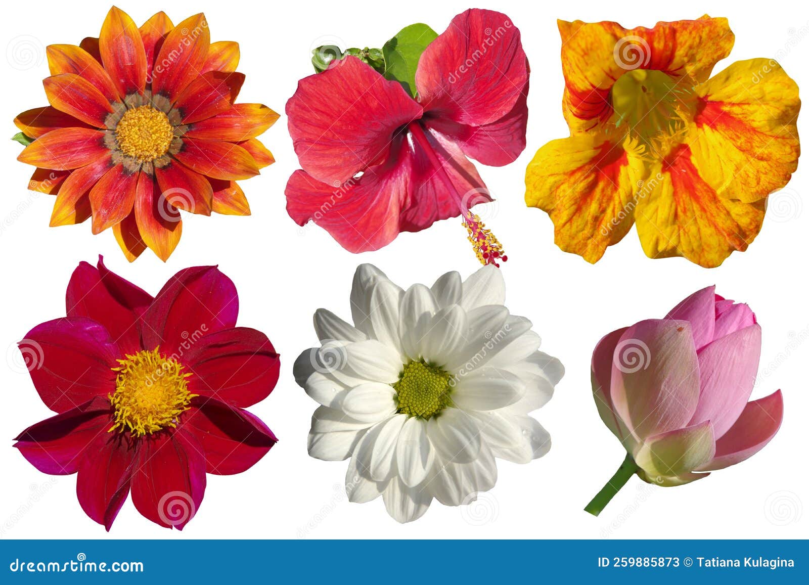 Six Different Flowers Isolated on a White Background Stock Image ...