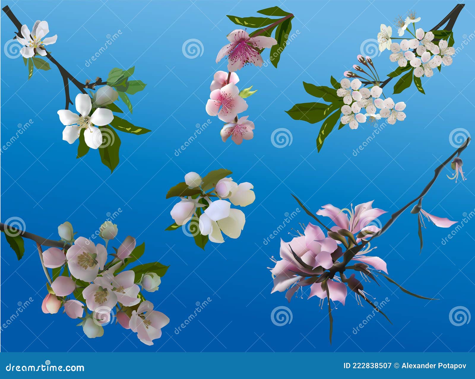 Six Different Tree Blossoms on Blue Stock Vector - Illustration of ...