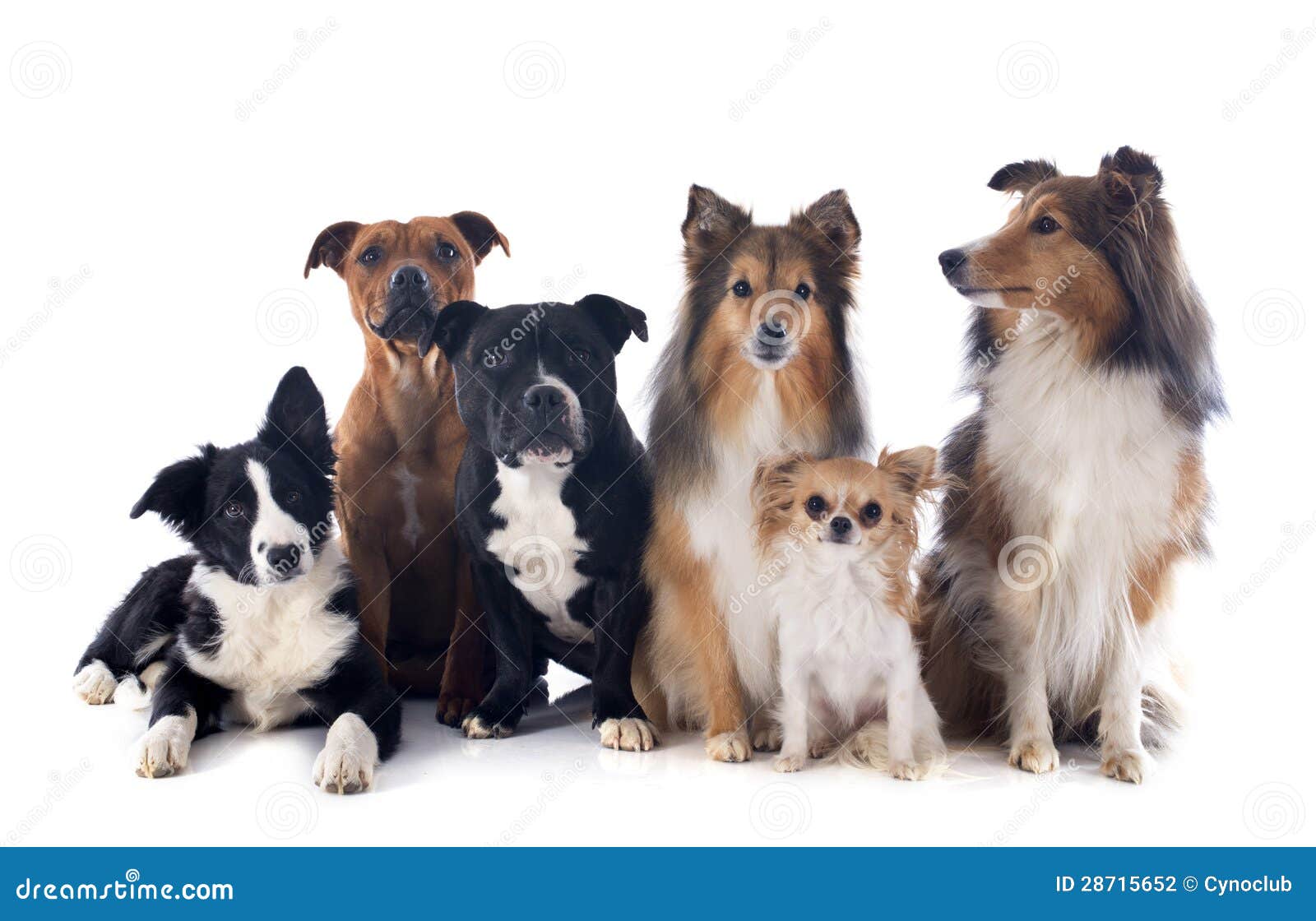 Six dogs stock photo. Image of collie, lying, purebred - 28715652