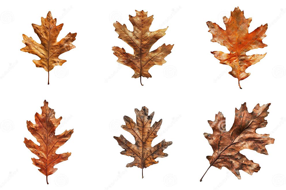 Six Dried Oak Leaves with Distorted Backgrounds Stock Illustration ...